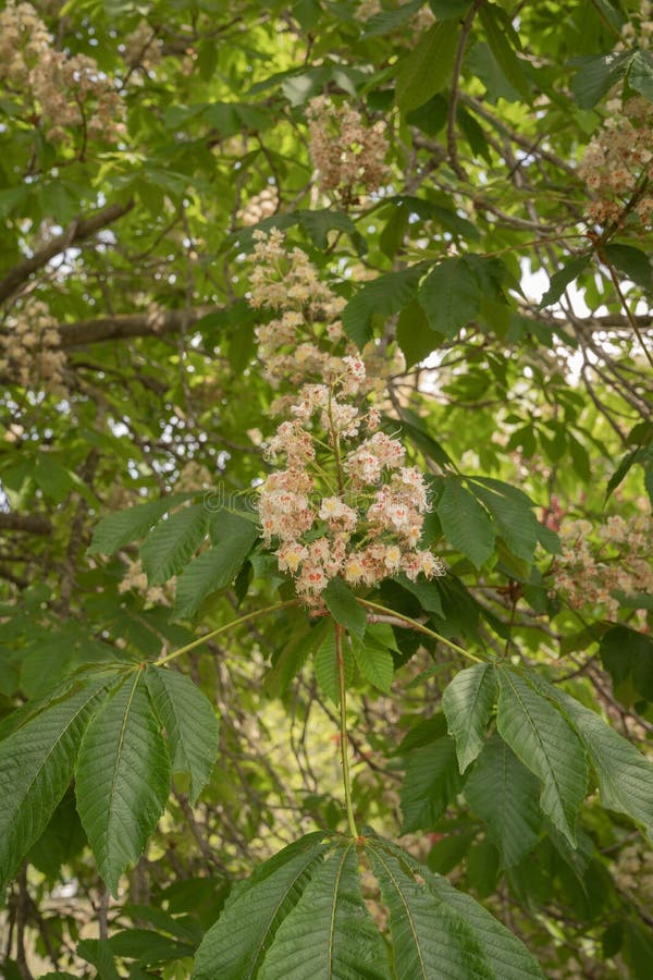 Blooming Chestnut Trees on the Streets of Rome in Italy Stock Image ...
