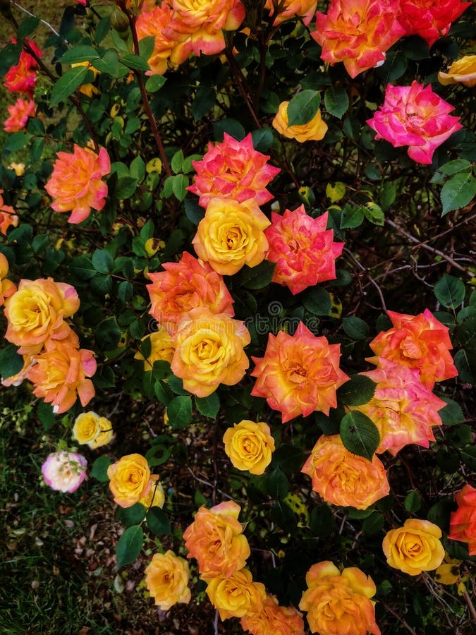 Chinese rose stock image. Image of spring, rose, season - 315174387