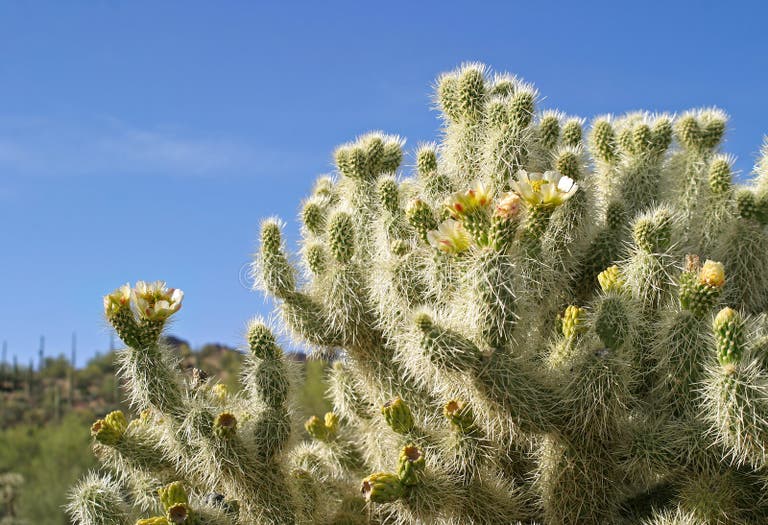 Blooming Cholla stock image. Image of chain, yellow, plant - 9536137