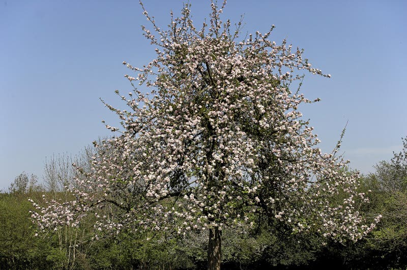 Blooming Cider Apple Tree, Malus Domestica, Normandy Stock Photo ...