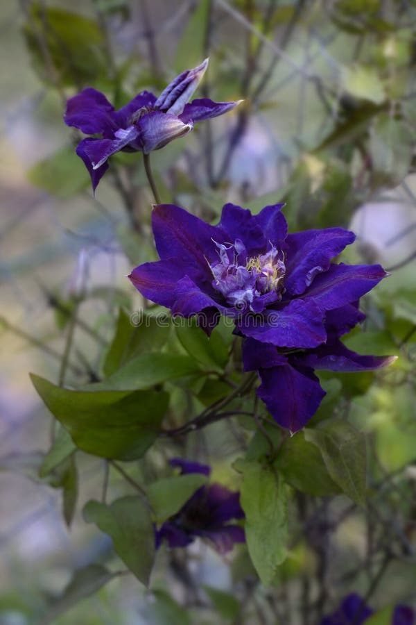 Blooming Clematis `Multi Blue` Stock Photo - Image of curls, blossoming ...
