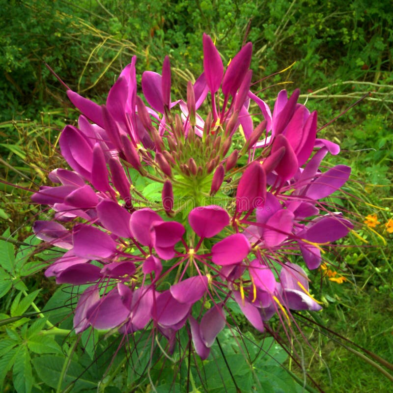 Blooming Cleome (spider) Flower Stock Image - Image of garden, petal ...