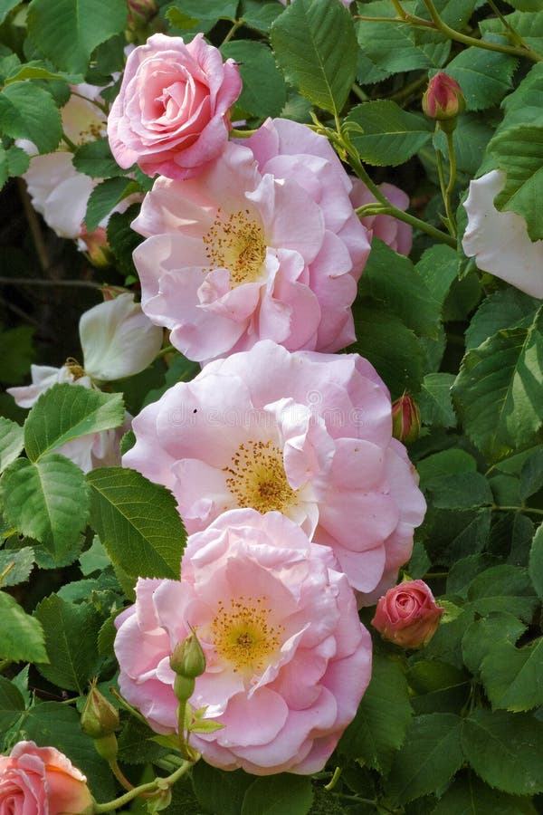 Blooming Climbing Roses in a Beautiful Garden Stock Photo - Image of ...