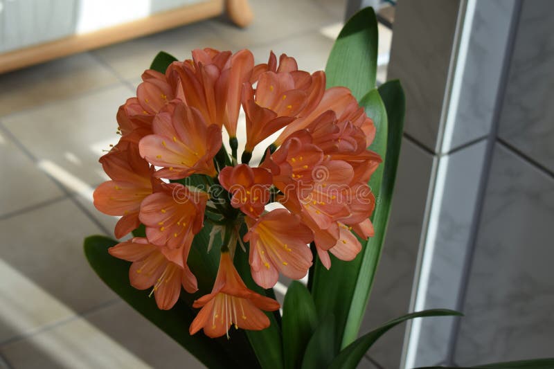 Blooming clivia flower stock photo. Image of beauty - 273045754