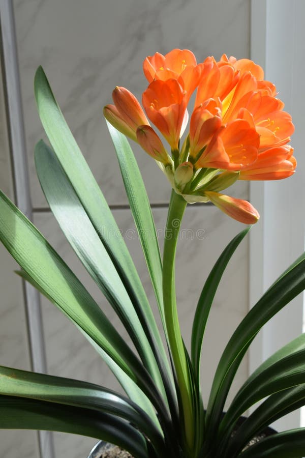 Blooming Clivia Miniata in Front of a White Wall Stock Photo - Image of ...