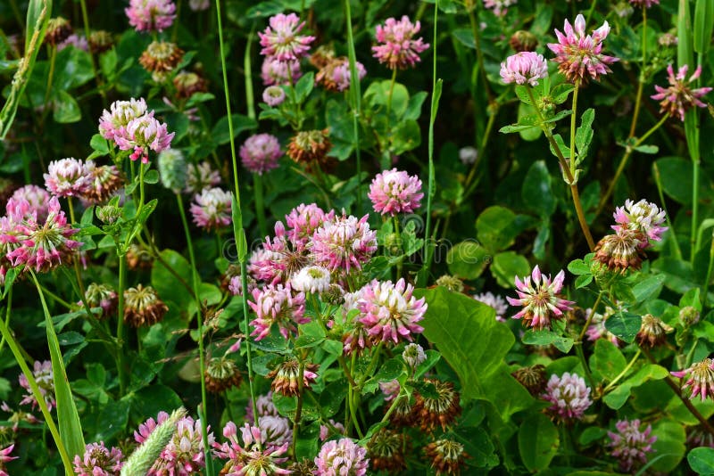 Blooming Clover Purple Shade. Clover Grows in a Clearing and is ...