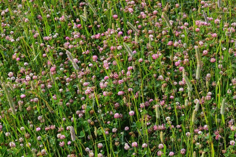 Blooming Clover Purple Shade. Clover Grows in a Clearing and is ...