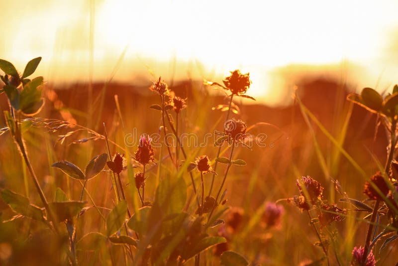 Clover at sunset stock image. Image of landscape, plant - 254930533