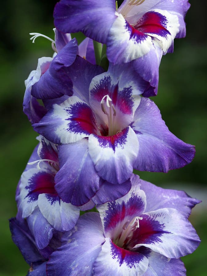 Blooming Gladiolus on Natural Green Background Stock Image - Image of ...