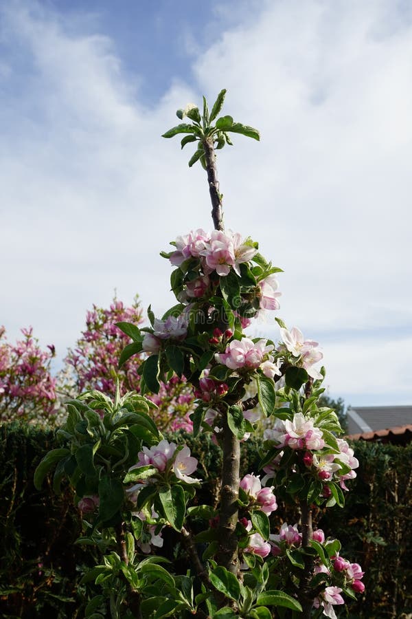 Blooming Columnar Apple Tree, Malus Ballerina Waltz , in Spring. Berlin ...