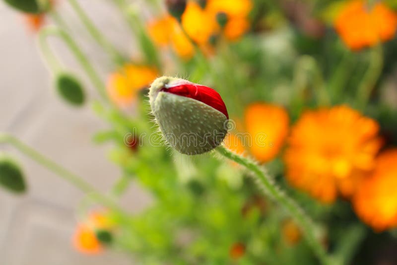 Blooming Common Poppy Flower with Characteristic Appearance - Botanical ...