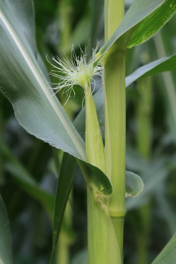 Blooming corn stock image. Image of maize, crop, grow - 54355685