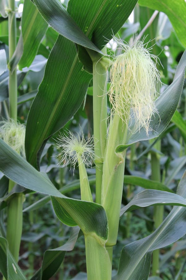Blooming Corn Poppy stock photo. Image of nature, anatolia - 32934134