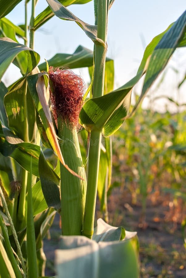 Blooming Corn in a Field at Sunset Stock Image - Image of bright, leaf ...
