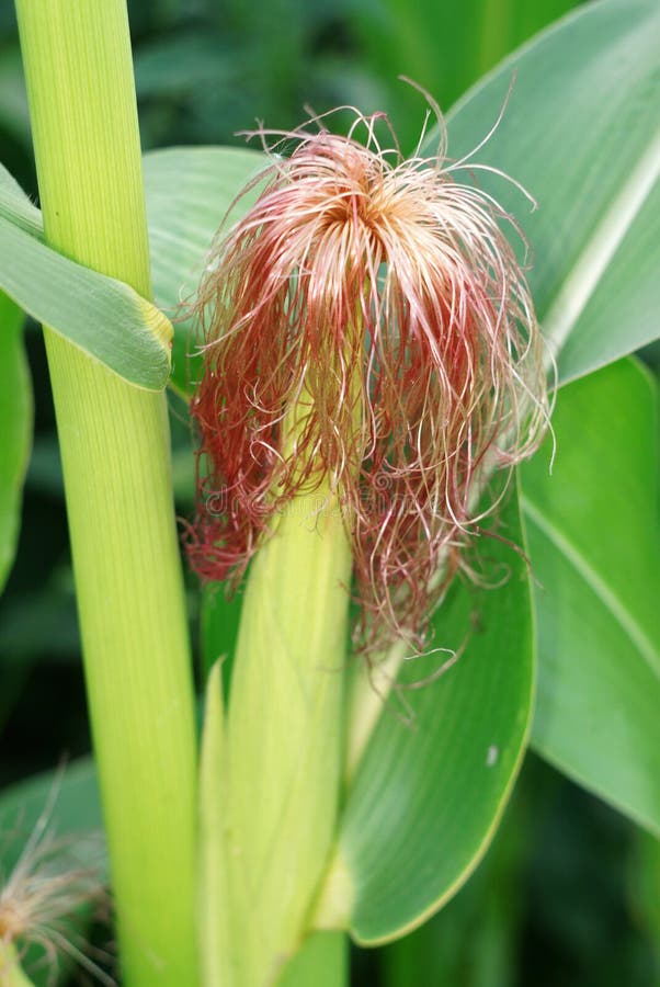 Blooming Corn in the Garden Close Up Stock Image - Image of stem ...