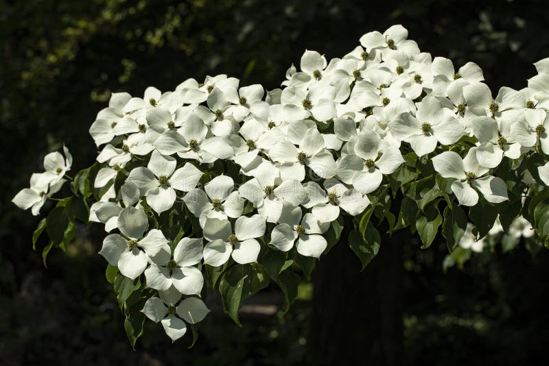 Blooming Cornus kousa tree stock photo. Image of bright - 251512636