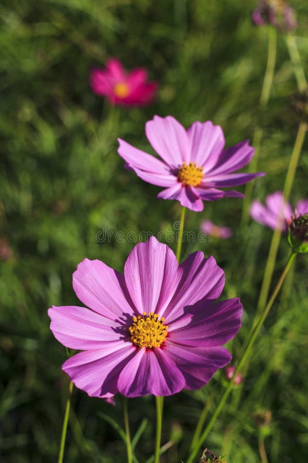Blooming cosmos spring stock image. Image of bright, colorful - 37840899