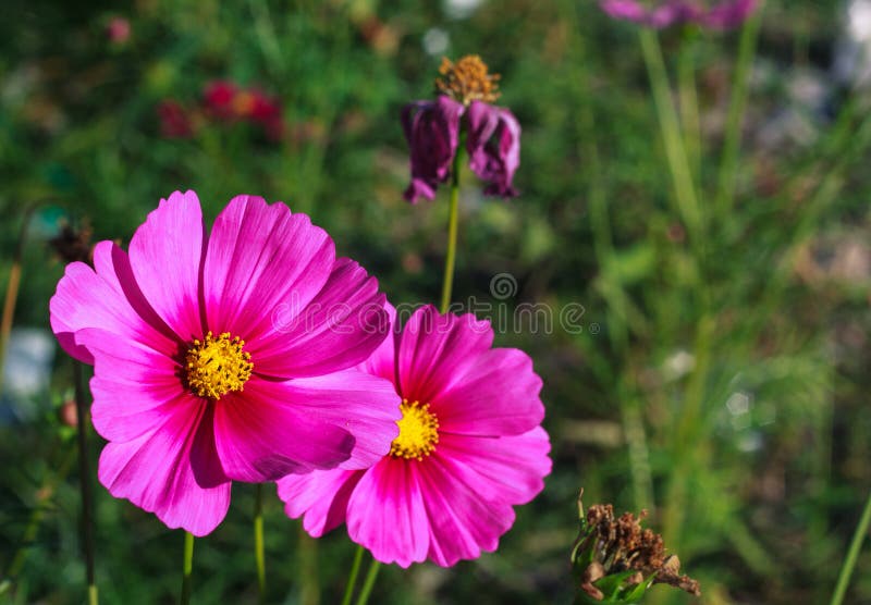 Blooming cosmos spring stock photo. Image of cosmos, flower - 37840944