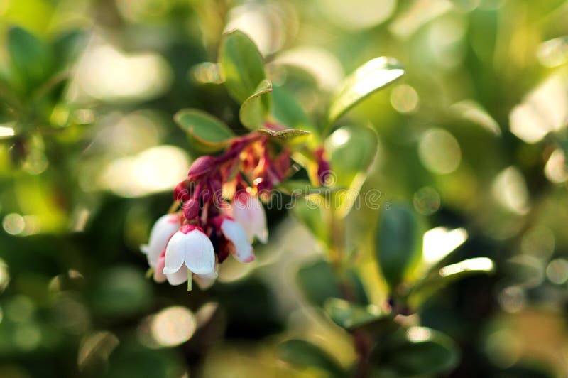 Blooming Cowberry. Sunshine Stock Photo - Image of sunshine, ecological ...