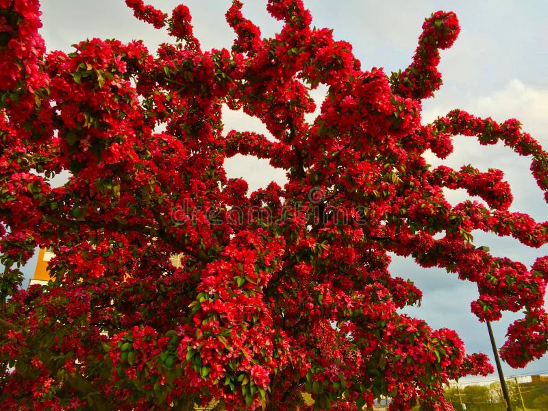 Blooming Crab apple stock image. Image of living, shade - 73392453