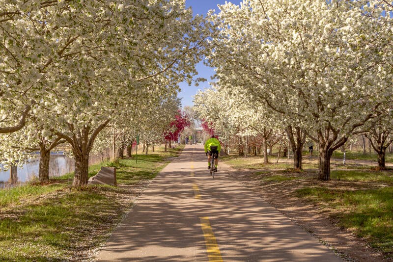Blooming Crab Apple Trees Lining Bike Path Stock Photo - Image of apple ...