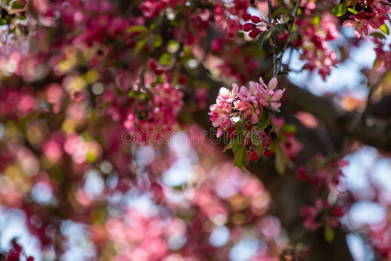 Blooming Crabapple Tree stock image. Image of branches - 165261213