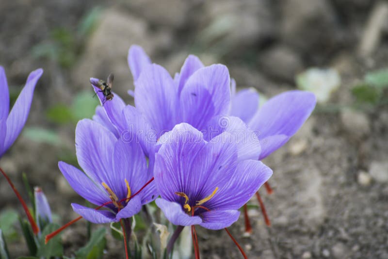 Blooming Crocus in the Field Stock Photo - Image of fresh, floral: 79510410