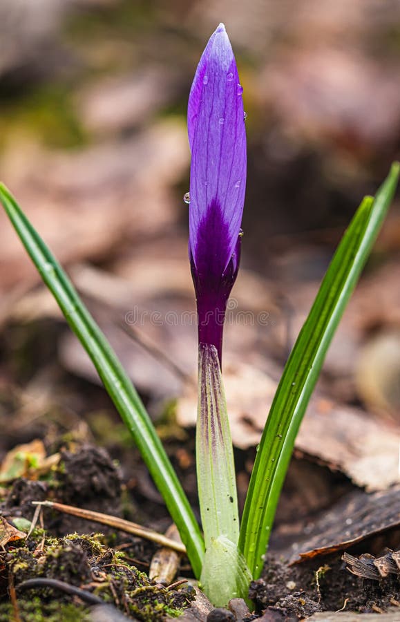 Spring is a time of hope stock image. Image of crocus - 179682067