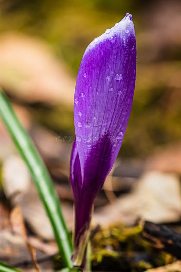 Spring is a time of hope stock photo. Image of bloom - 179682082