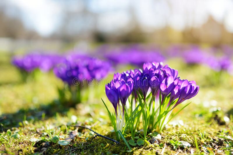 Blooming Crocus Flowers in the Park. Spring Landscape Stock Photo ...
