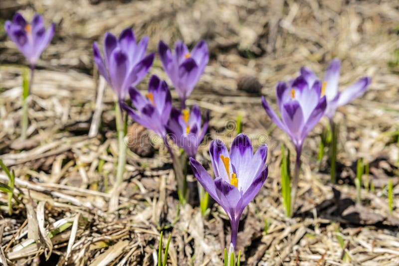 Blooming Plants, Velky Sokol Gorge, Slovak Paradise National Park Stock ...