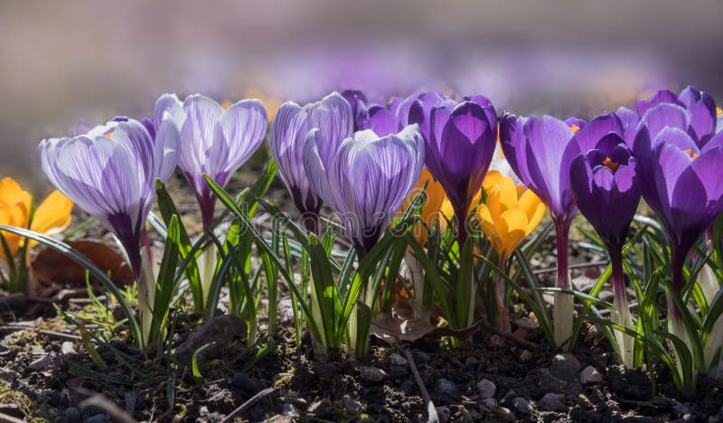 Blooming Crocus Flowers in Various Colors Stock Photo - Image of ...