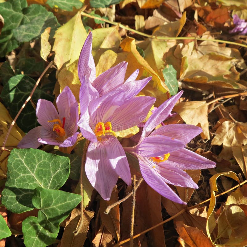 Blooming Crocus Purple Flowers in Early Spring in the Garden on Sun ...
