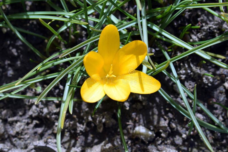 Blooming Crocus of Yellow Color Stock Photo - Image of blossom, plant ...