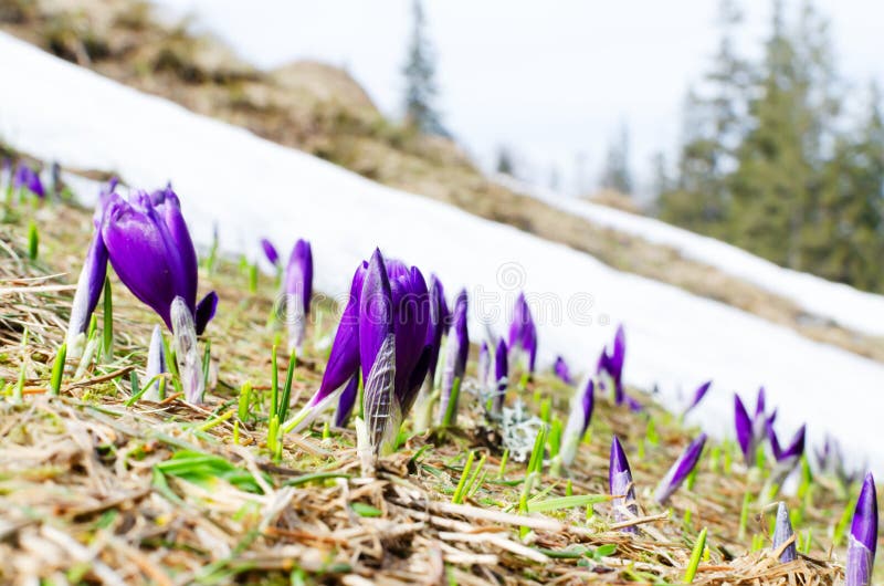 Blooming Crocuses on the Mountain Slopes among the Melted Snow. Early ...