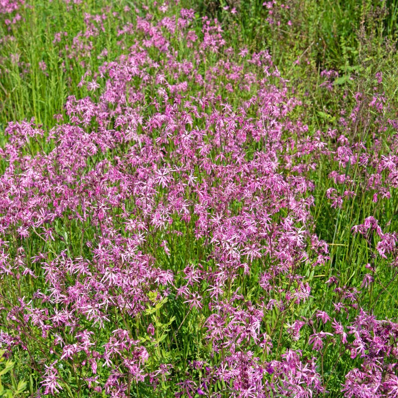 Flowering Cuckoo Carnation, Silene Flos-cuculi, in a Meadow Stock Photo ...