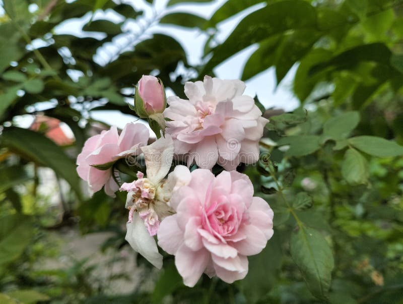 The Blooming Cycle of White Roses Stock Image - Image of plants ...