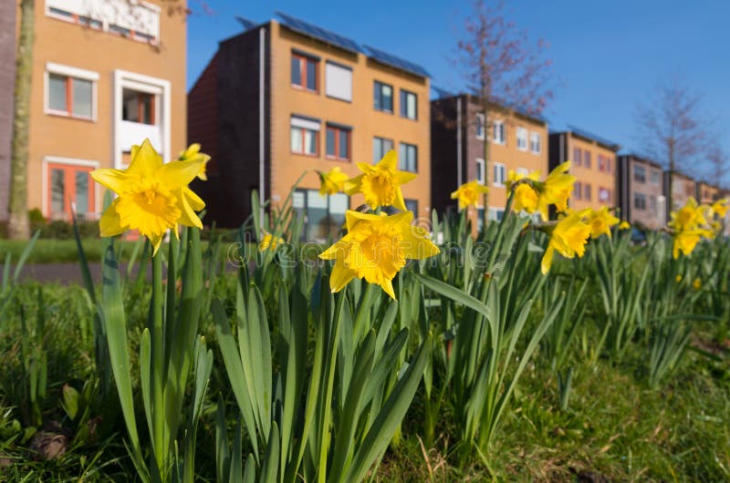 Blooming daffodils stock image. Image of landscaping - 77143539