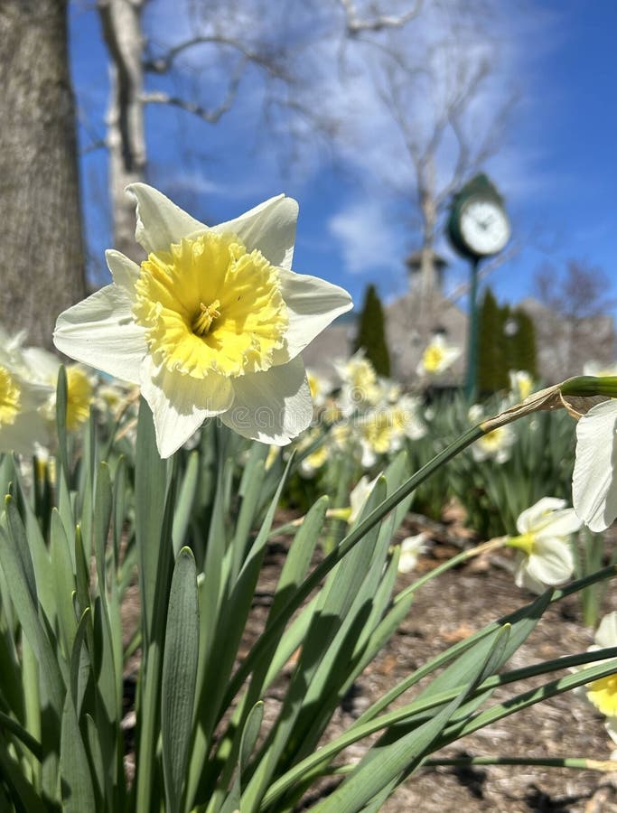 Blooming Daffodils in Spring Garden with Clock Tower Stock Image ...