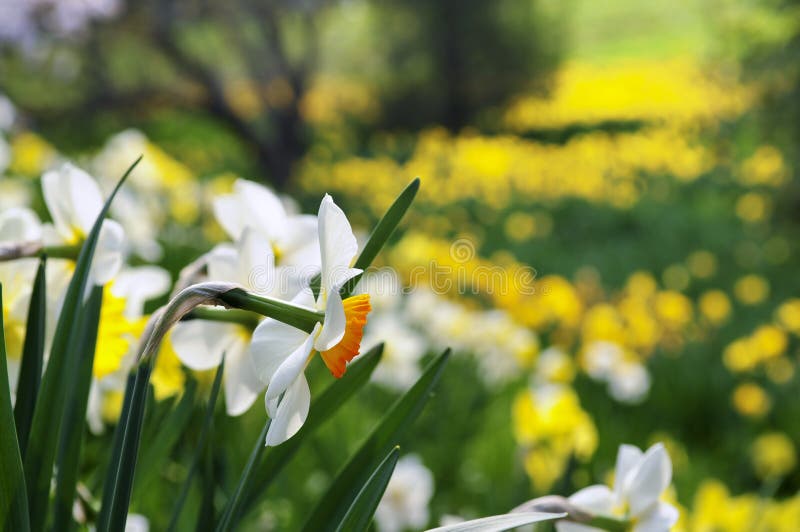 Blooming Daffodils in Spring Park Stock Image - Image of spring ...