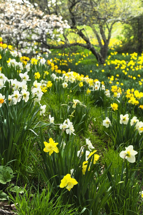 Blooming Daffodils in Spring Park Stock Image - Image of nature ...