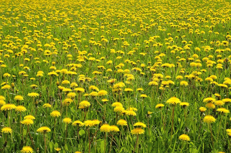 Blooming dandelions stock photo. Image of blooming, head - 25243940