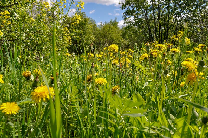 Tall Dandelions In The Sun With Dry Grass Stock Image Image Of Forest Countryside 135672417