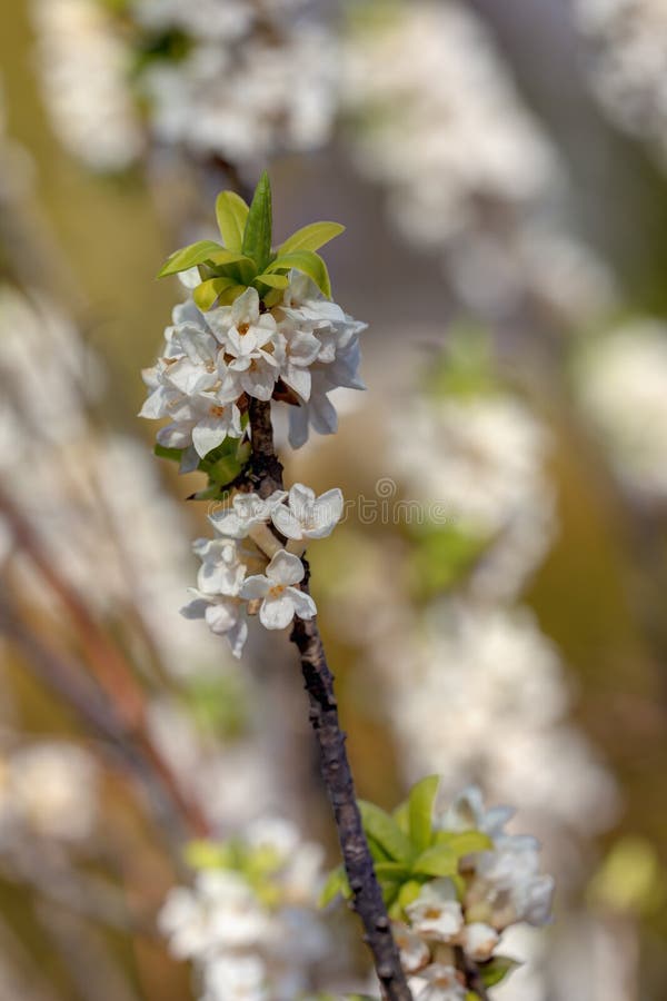 Blooming daphne in spring stock image. Image of flowers - 50276505