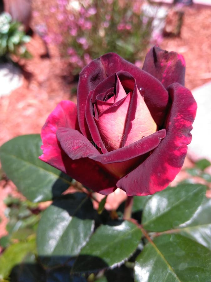 Dark Knight Rose Flower stock image. Image of macro, rosaceae - 94576071
