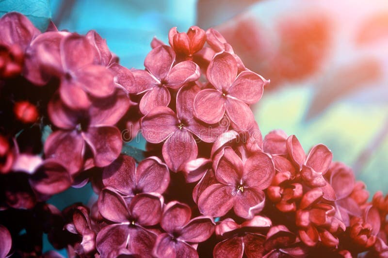 Blooming Dark Red Lilac Flowers Under Soft Light -flo Stock Image ...