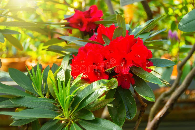 Blooming Dark Red Rhododendron Azalea Spring Time Stock Image - Image ...