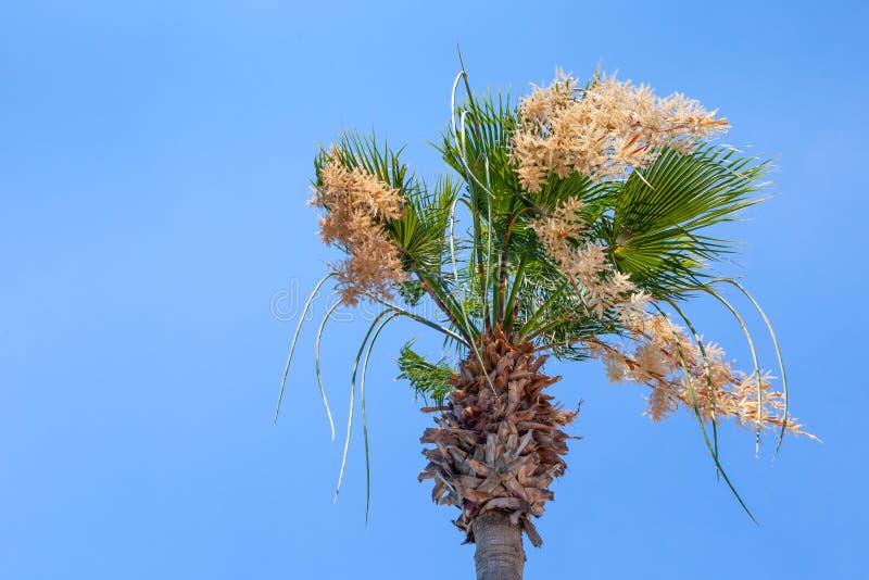 Blooming Date Palm Tree Close Up. Flowering of the Trachycarpus Palm ...