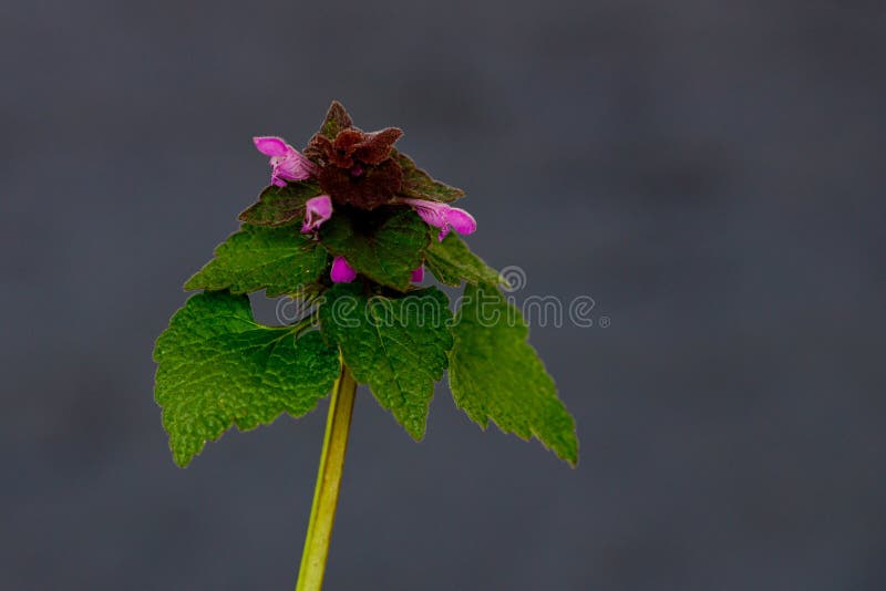 Blooming Death Nettles Flower Stock Photo - Image of floral, death ...