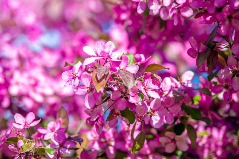 Decorative Apple Tree with Red Flowers Stock Image - Image of nature ...